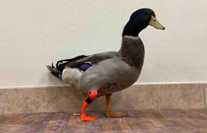 Un pato con "buena pata" | La Trocha - Estación de noticias