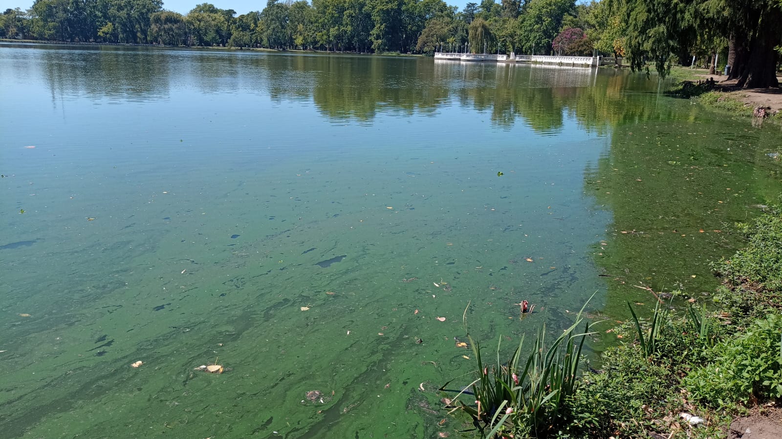 Riesgo naranja por la presencia de cianobacterias en el Parque Gral ...