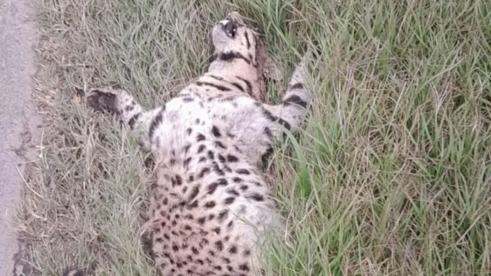 Misterio: un felino de una especie extraña para la zona, muerto en Ruta ...